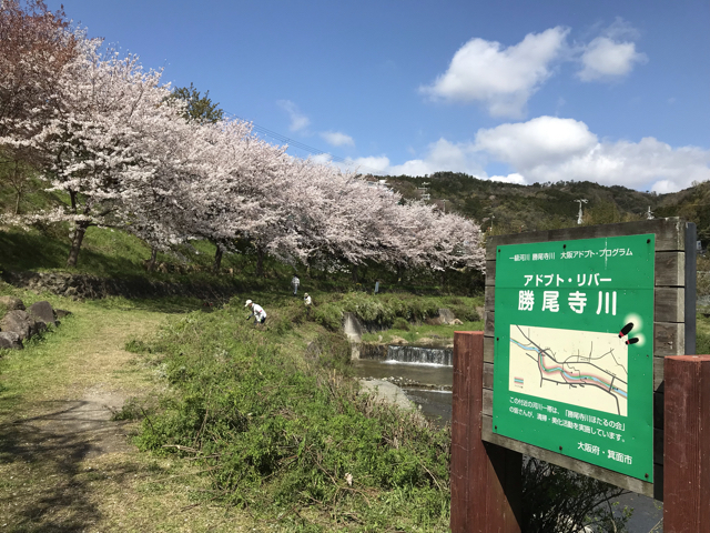 春爛漫！原付ドライブ: ikkoのブログ☆cavacava日誌